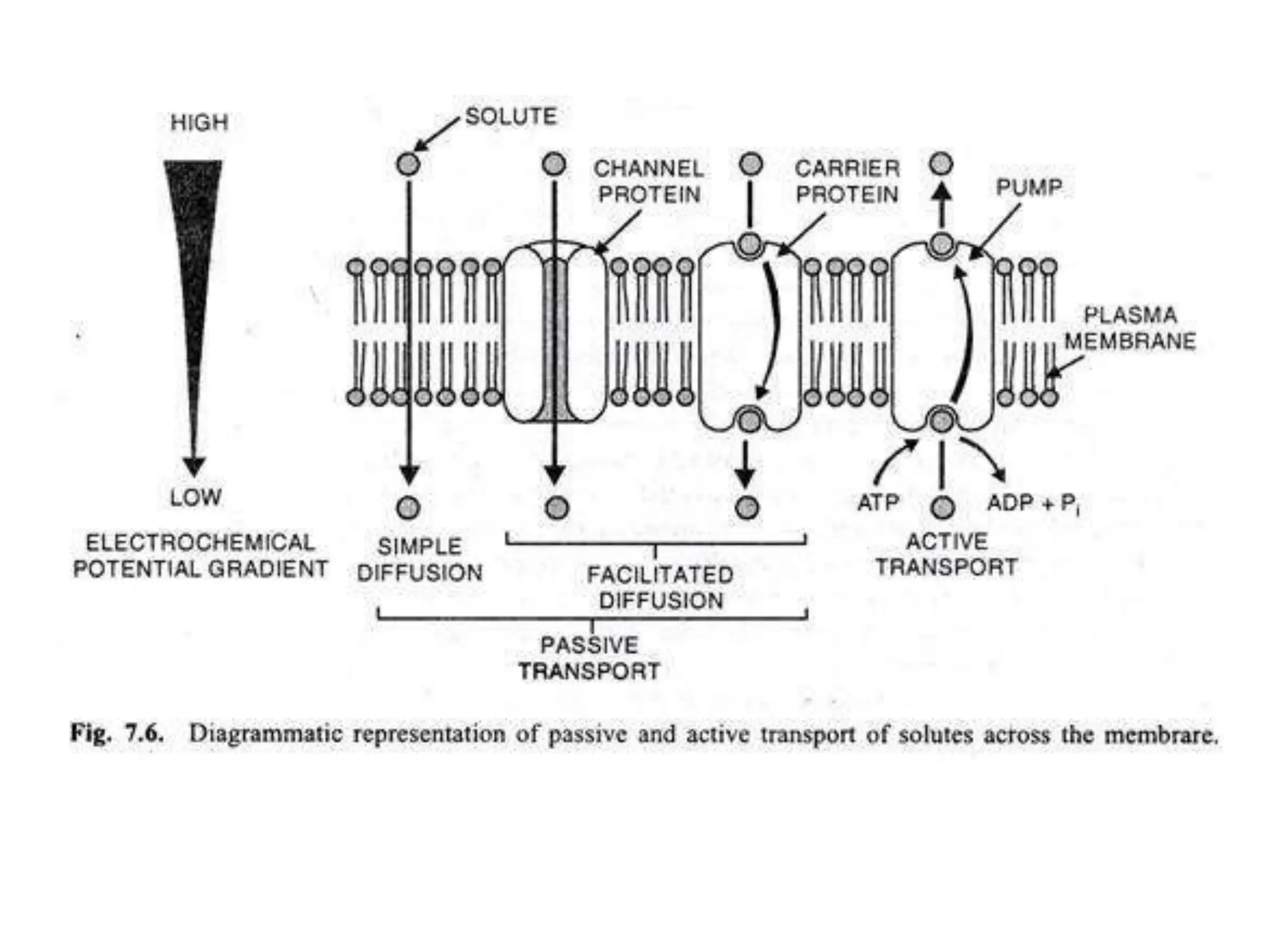 Unit 1_transport accross cell membrane.pptx