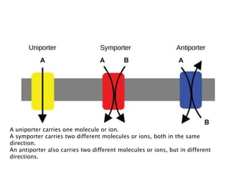 Unit 1_transport accross cell membrane.pptx