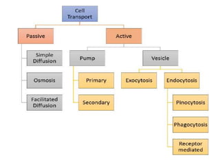 Unit 1_transport accross cell membrane.pptx