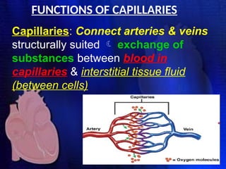 UNIT 1 TRANSPORT SYSTEM IN HUMANS (cardiovascular system).pptx