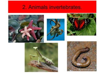 Unit 2. vertebrates and invertebrates animals | PPT