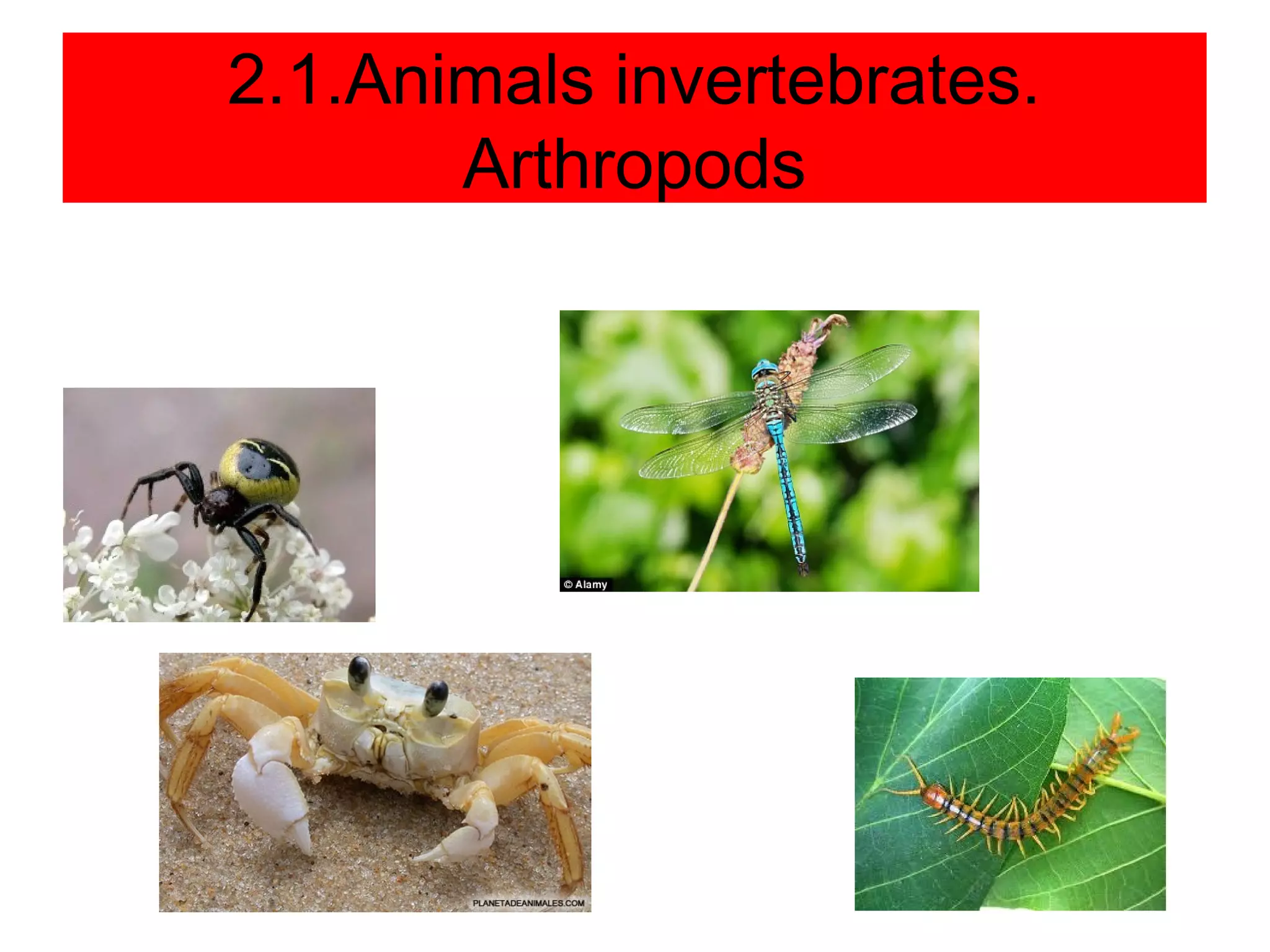 Unit 2. vertebrates and invertebrates animals | PPT | Birds | Pets