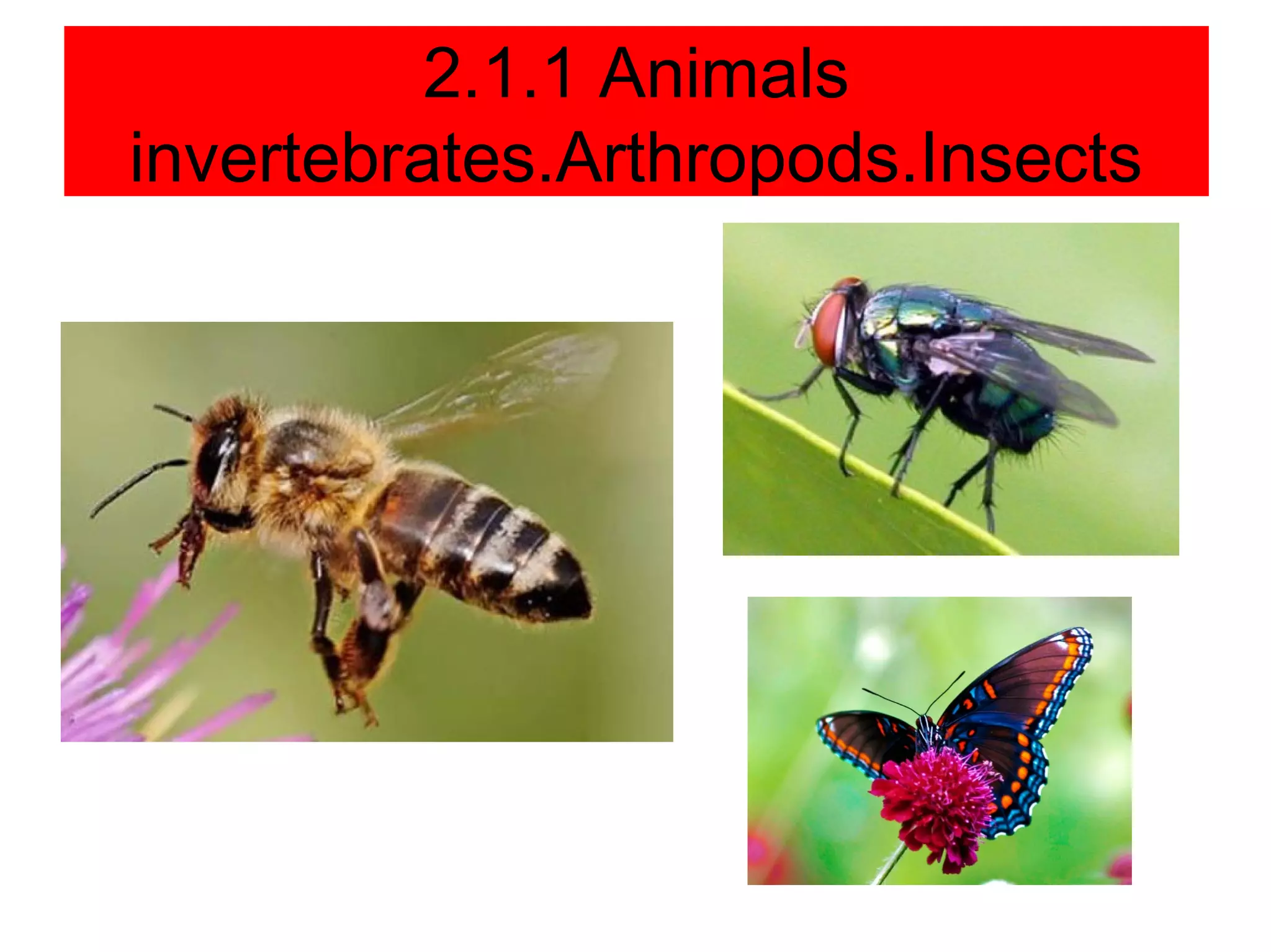 Unit 2. vertebrates and invertebrates animals | PPT | Birds | Pets