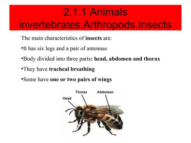 Unit 2. vertebrates and invertebrates animals | PPT | Birds | Pets