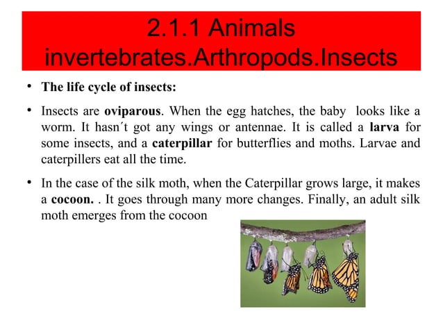 Unit 2. vertebrates and invertebrates animals | PPT | Birds | Pets