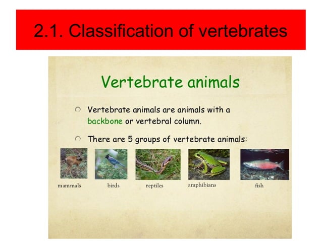 Unit 2. vertebrates and invertebrates animals | PPT | Birds | Pets