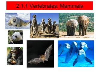 Unit 2. vertebrates and invertebrates animals | PPT