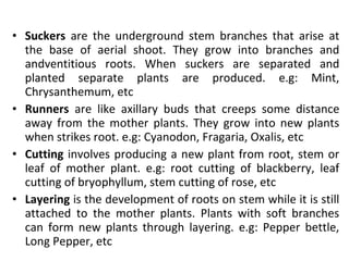 plant cultivation | PPT