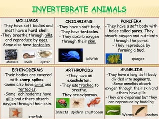 Unit 2. the classification of living things | PPTX