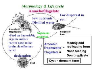 unit_2.2.free_living_amoeba..ppt