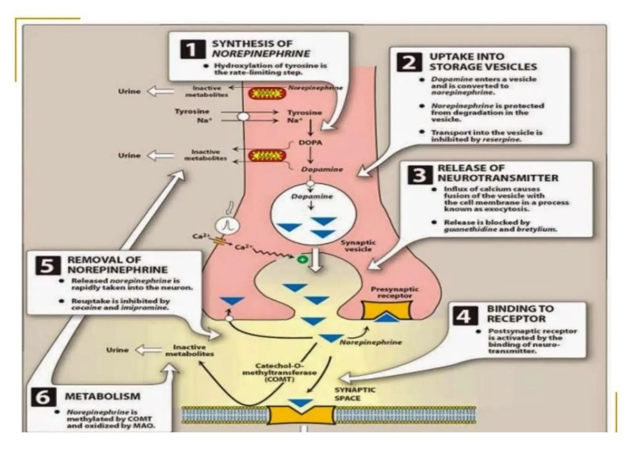 Medicinal chemistry-I, Unit 2. Drug Acting On Sympathetic nervous ...