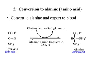 Biochemistry - Introduction to metabolism, glycogen metabolism, citric ...