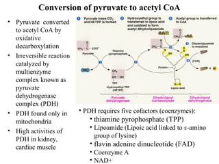 Biochemistry - Introduction to metabolism, glycogen metabolism, citric ...