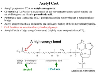 Biochemistry - Introduction to metabolism, glycogen metabolism, citric ...