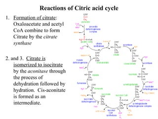 Biochemistry - Introduction to metabolism, glycogen metabolism, citric ...
