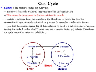 Biochemistry - Introduction to metabolism, glycogen metabolism, citric ...