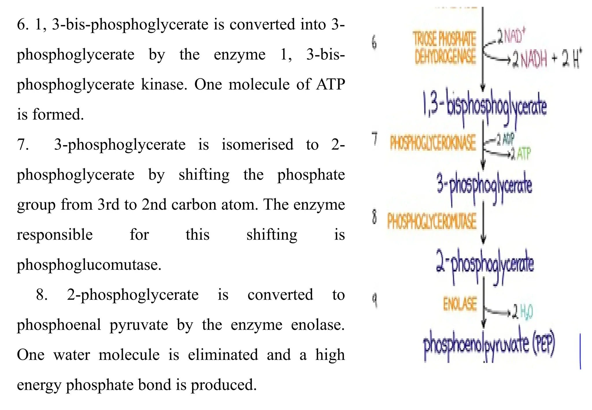 Unit 2.pptx for ppt the subject of carbohydrates metabolism | PPTX