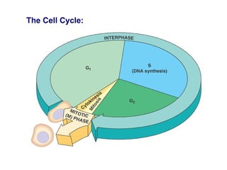 Unit2 cell cycle | PPT
