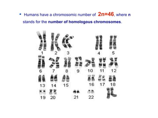 Unit2 cell cycle | PDF