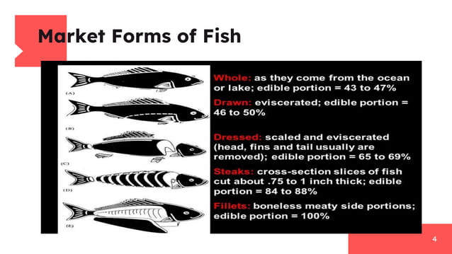THE CLASSIFICATION AND MARKET FORMS OF FISH | PPTX | Cooking | Food & Drink
