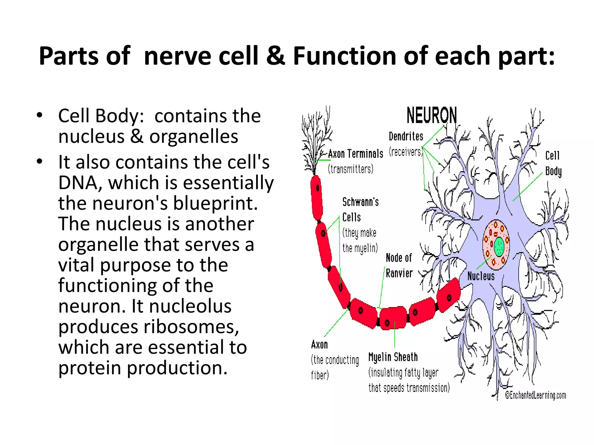 Unit 2 nervous system | PPTX