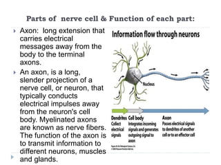 Unit 2 nervous system | PPTX