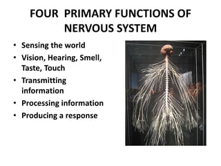 Unit 2 nervous system | PPT