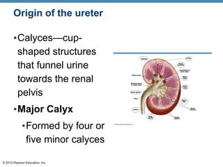 human anatomy Unit 2 - structure kidney.pdf