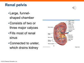 human anatomy Unit 2 - structure kidney.pdf