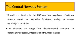 Nervous system The CNS & PNS presentation | PPTX