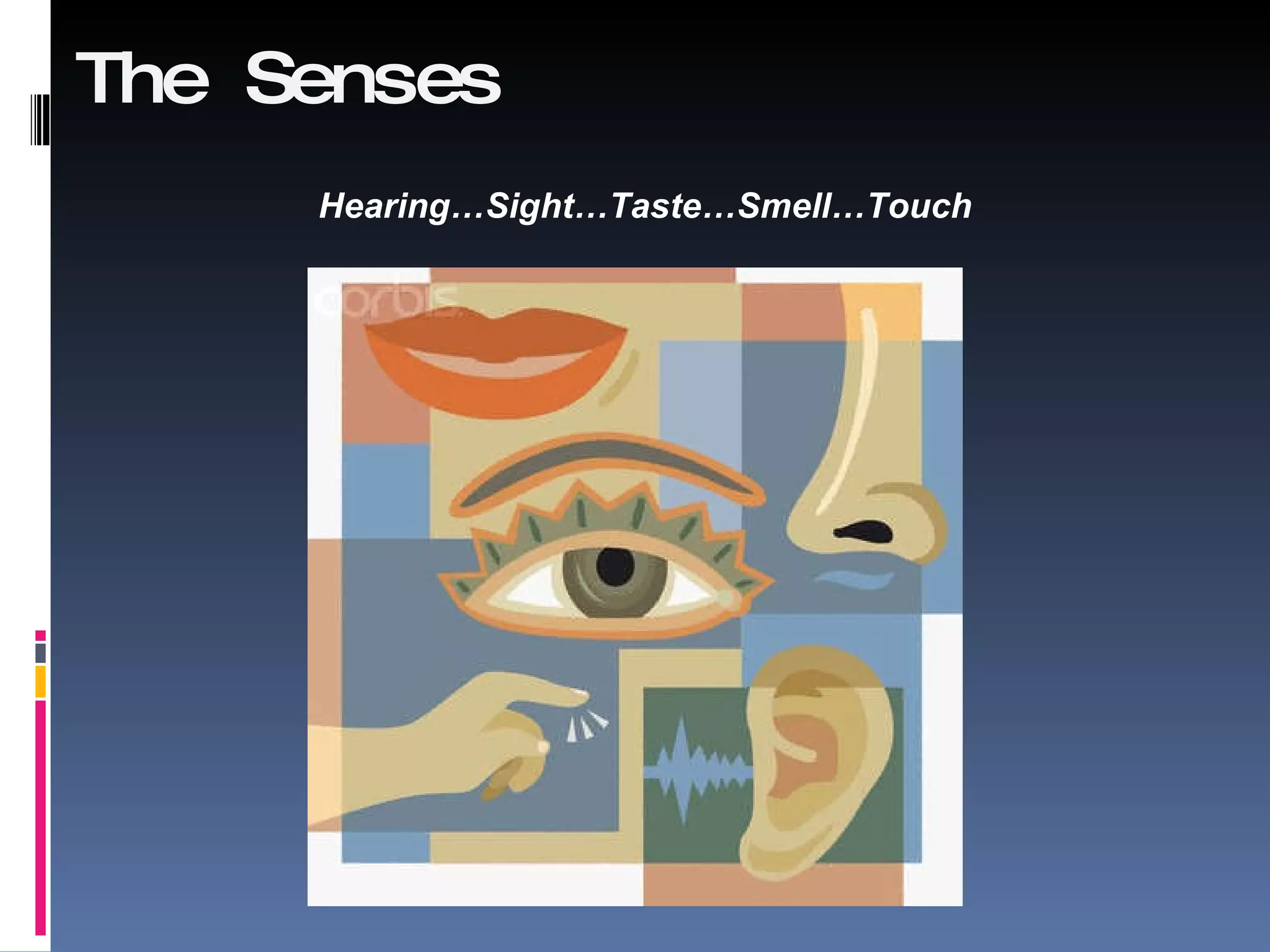 The Senses | PPT