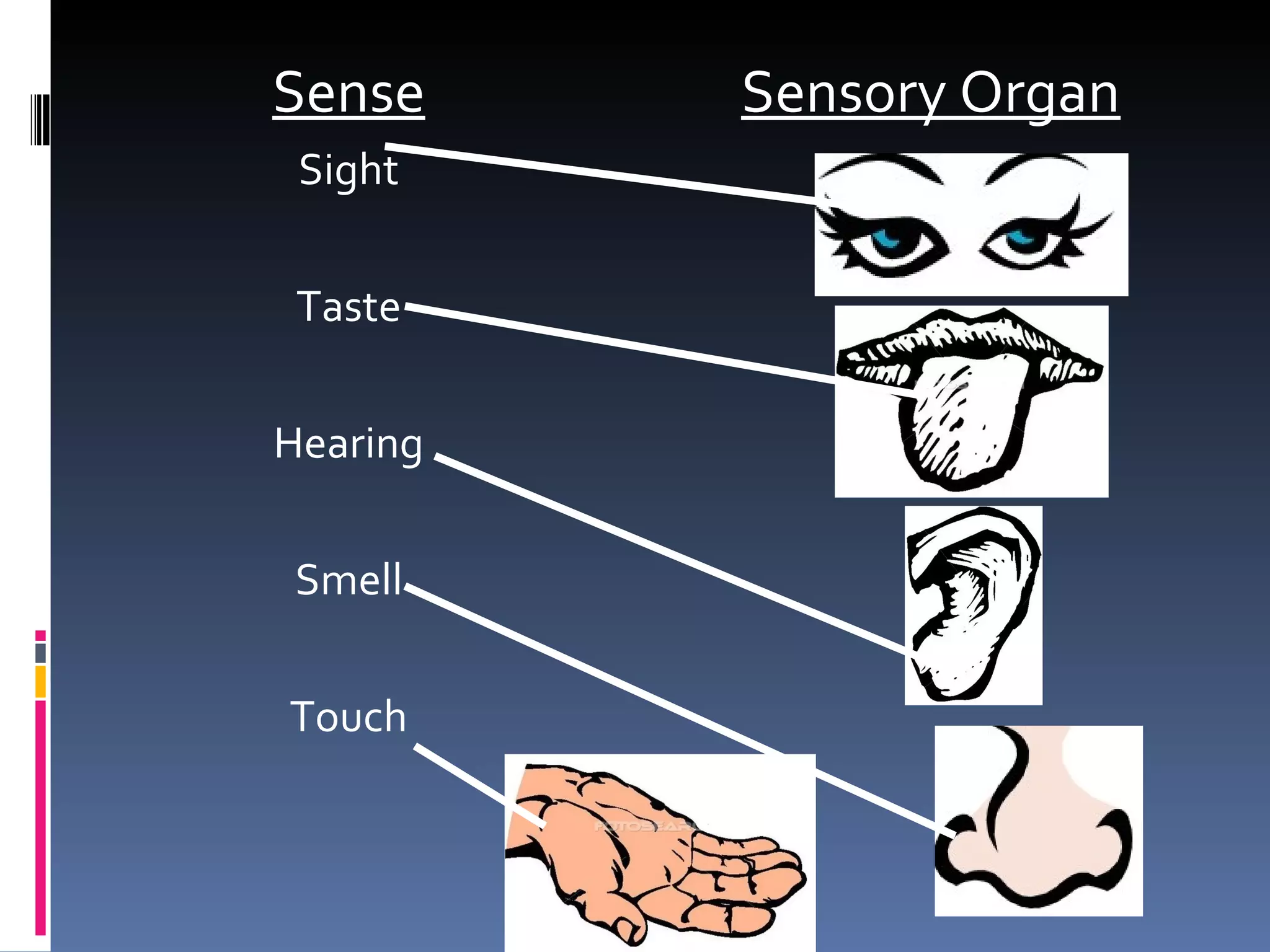 The Senses | PPT