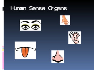 The Senses | PPT