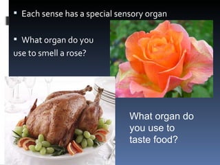 The Senses | PPT