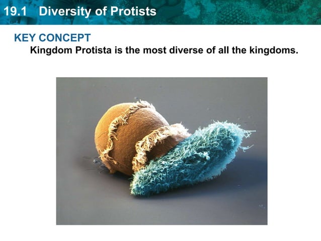 Unit 20 Protists And Fungi Ppt