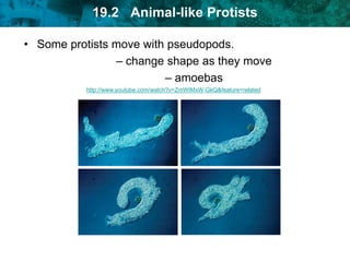 Unit 20 Protists And Fungi | PPTX