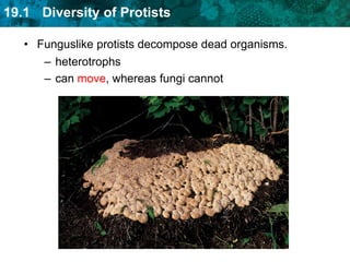 Unit 20 Protists And Fungi | PPTX