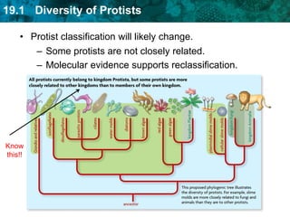 Unit 20 Protists And Fungi | PPTX