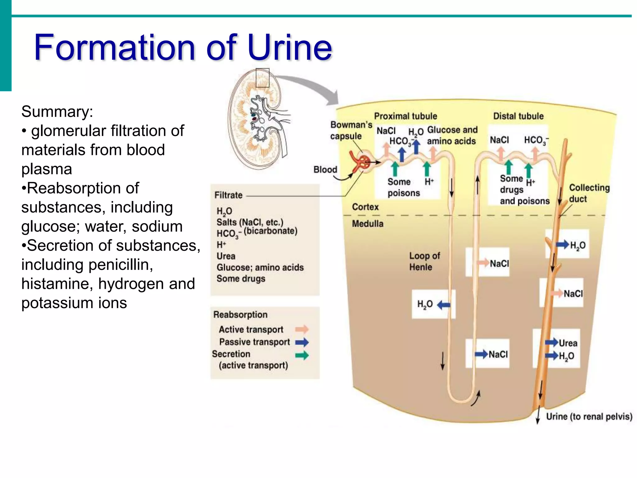 Unit_20_Urinary_System_Notes.ppt