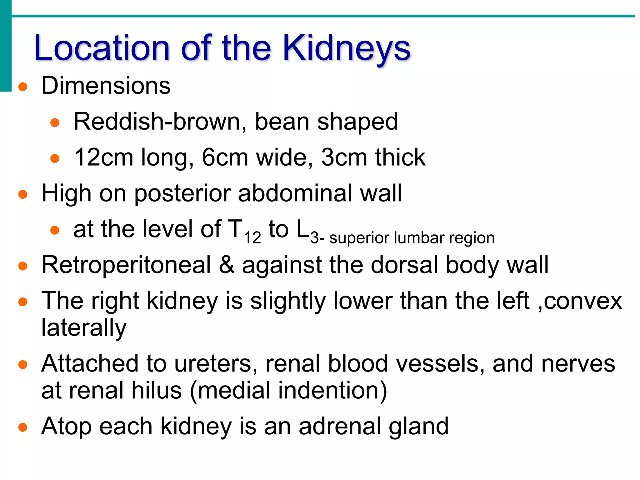 Unit_20_Urinary_System_Notes.ppt