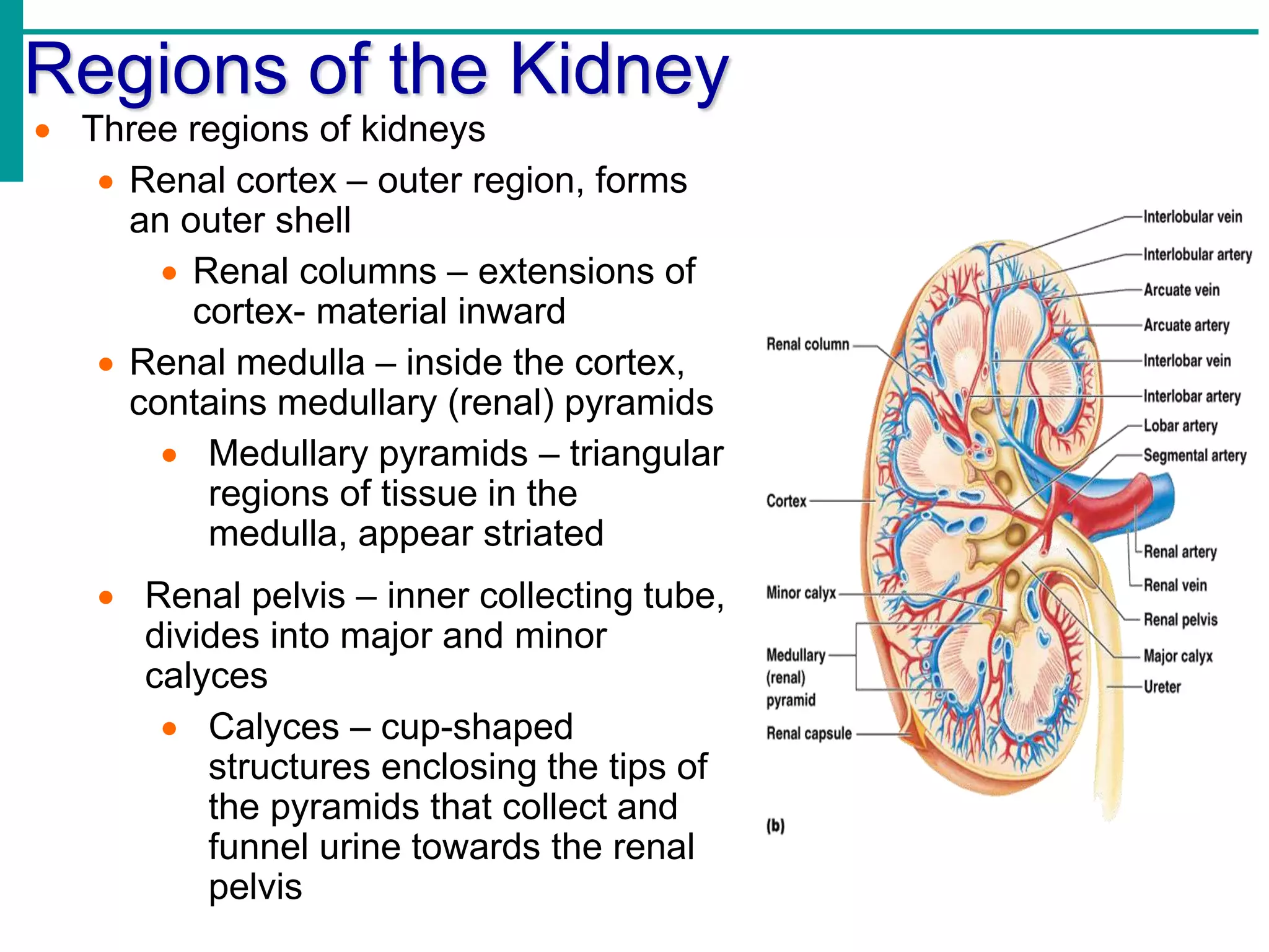 Unit_20_Urinary_System_Notes.ppt