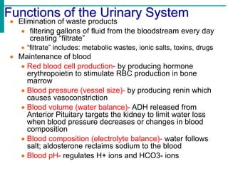 Unit_20_Urinary_System_Notes.ppt