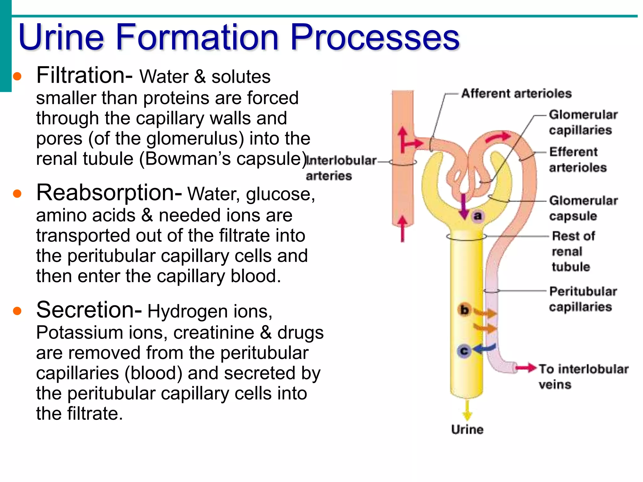 Unit_20_Urinary_System_Notes.pptx