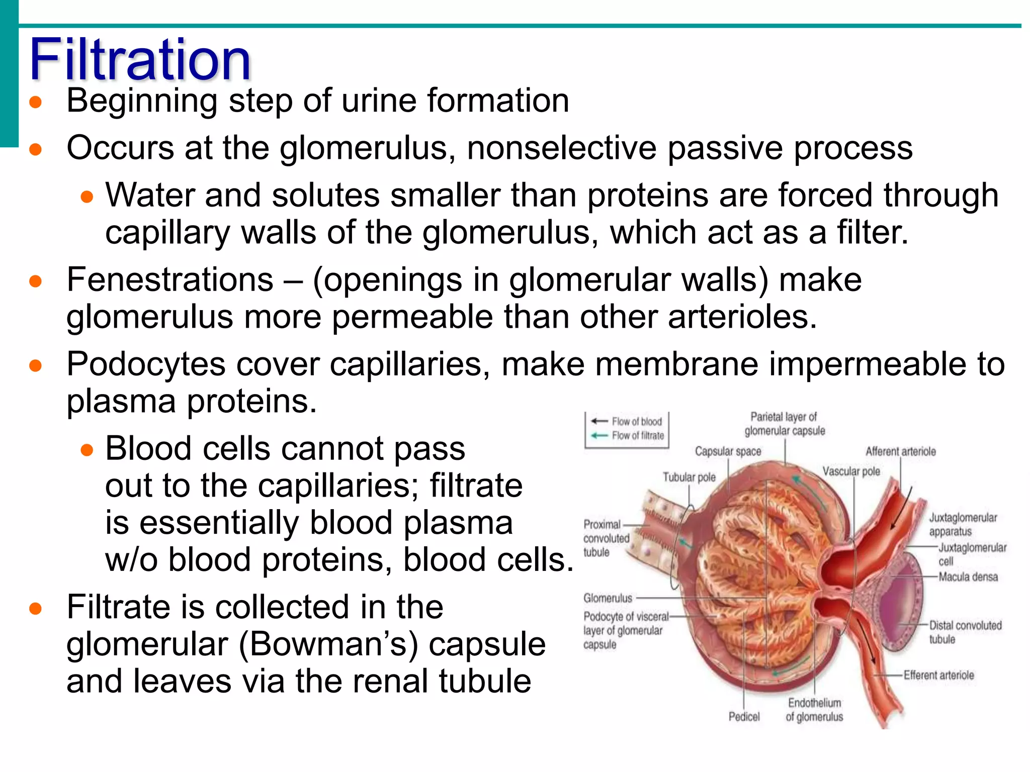 Unit_20_Urinary_System_Notes.pptx