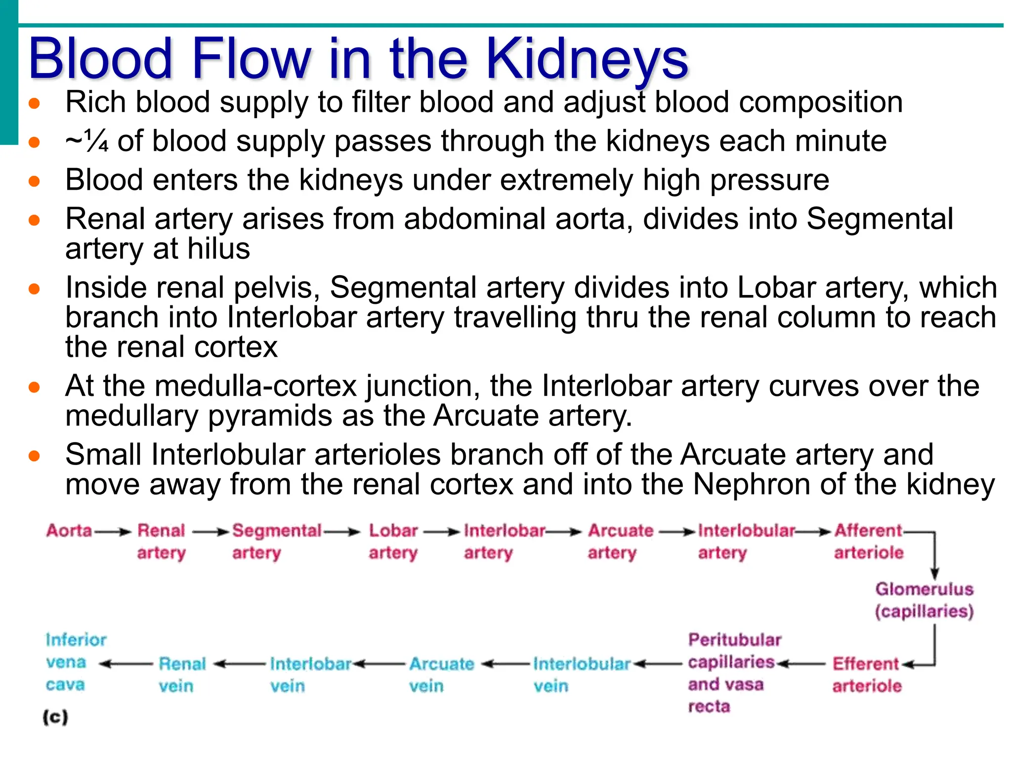 Unit_20_Urinary_System physiology_Notes.ppt
