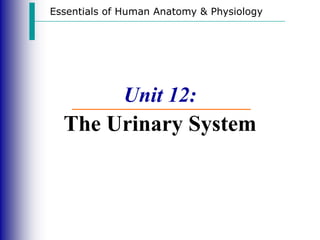 Unit_20_Urinary_System physiology_Notes.ppt