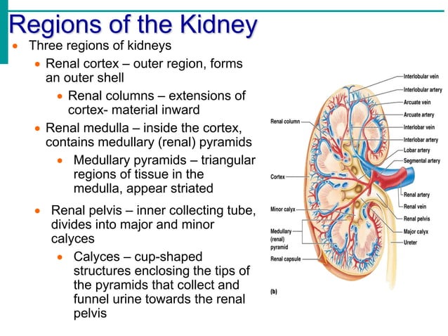 Unit_20_Urinary_System physiology_Notes.ppt