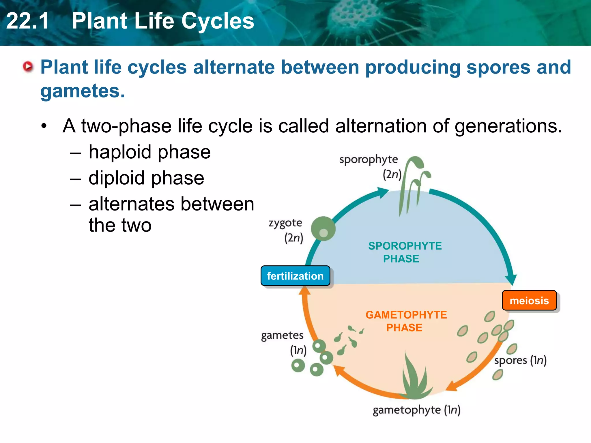 Unit 22 Plant Lifecycles | PPT | Free Download