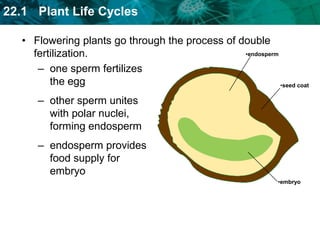 Unit 22 Plant Lifecycles | PPTX