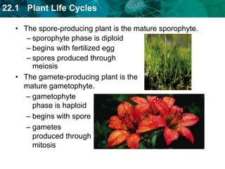 Unit 22 Plant Lifecycles | PPTX